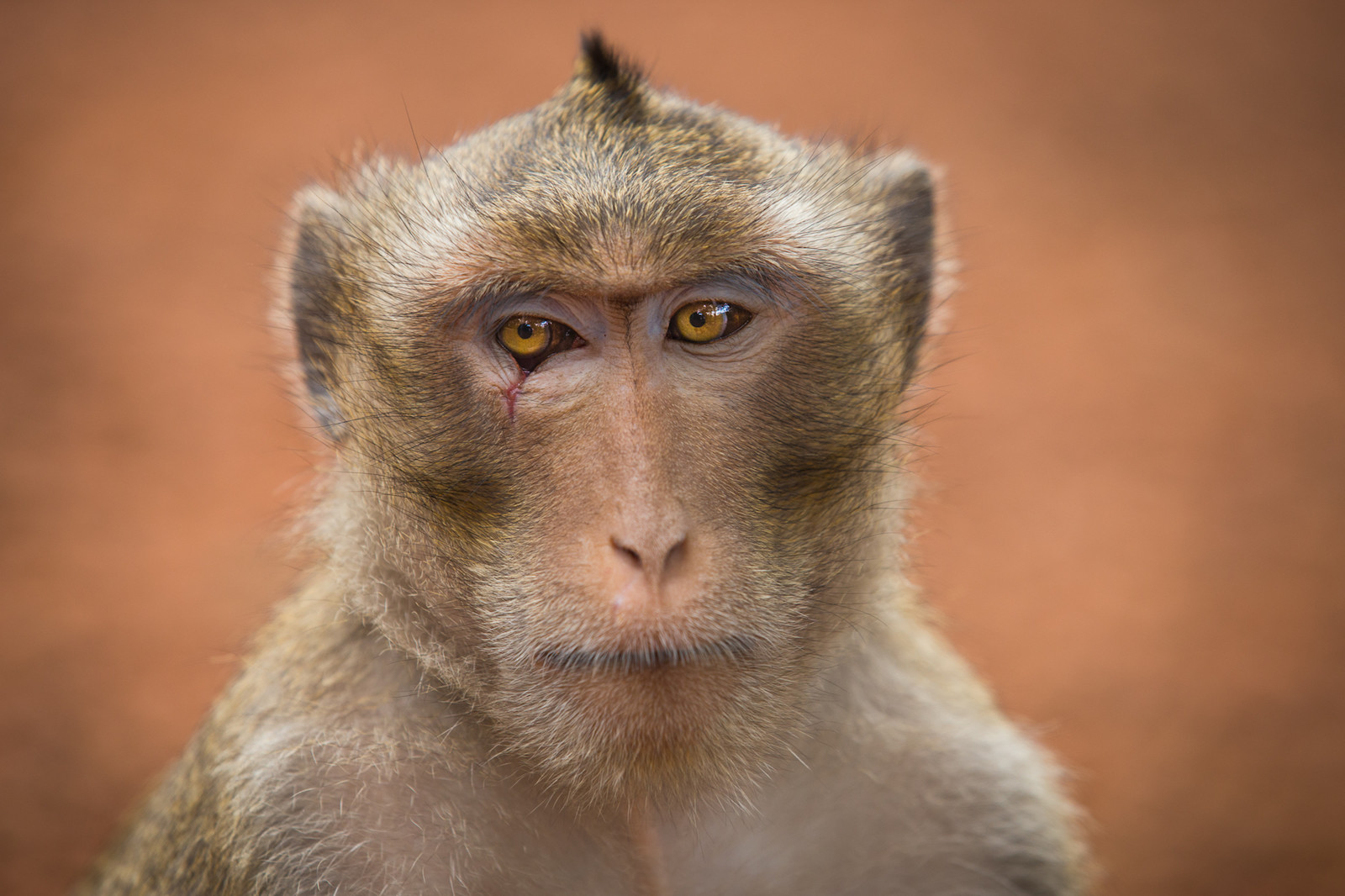 Colby Brown On Wildlife Photography - Sony Mirrorless Pro